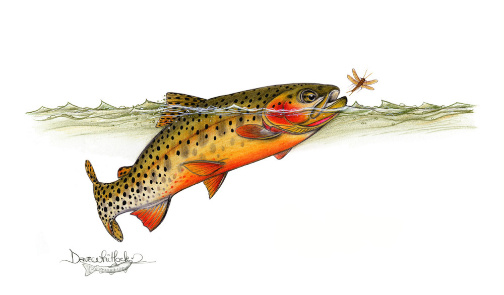 ‘Cutthroat and Stone’ – Colorado Cut - Whitlock Fly Fishing