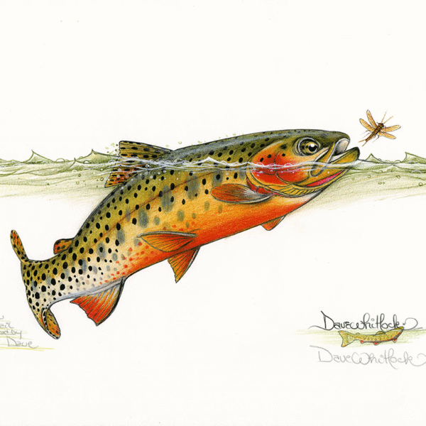 Limited Edition Prints - Whitlock Fly Fishing