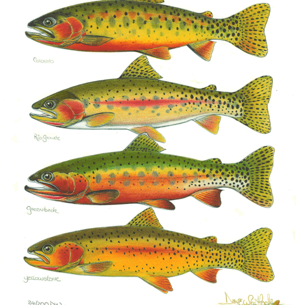 Limited Edition Prints - Whitlock Fly Fishing