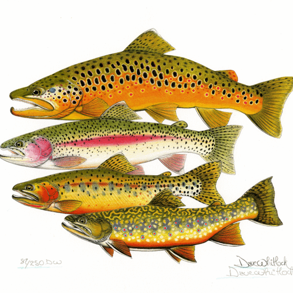 Limited Edition Prints - Whitlock Fly Fishing
